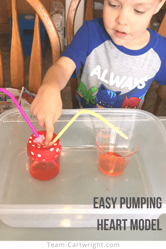 Easy Heart Pump Model: Cardiovascular STEM for Kids - Team Cartwright