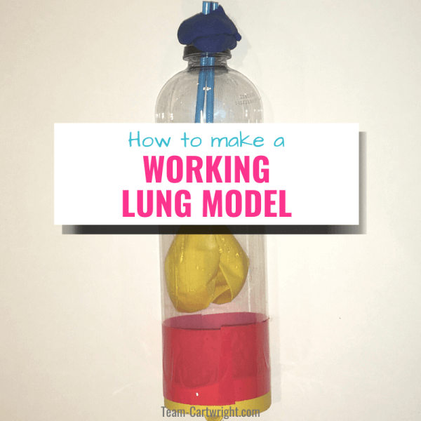 Working Lung Model for Kids : Anatomy STEM Activity