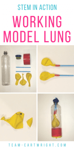 Working Lung Model for Kids : Anatomy STEM Activity