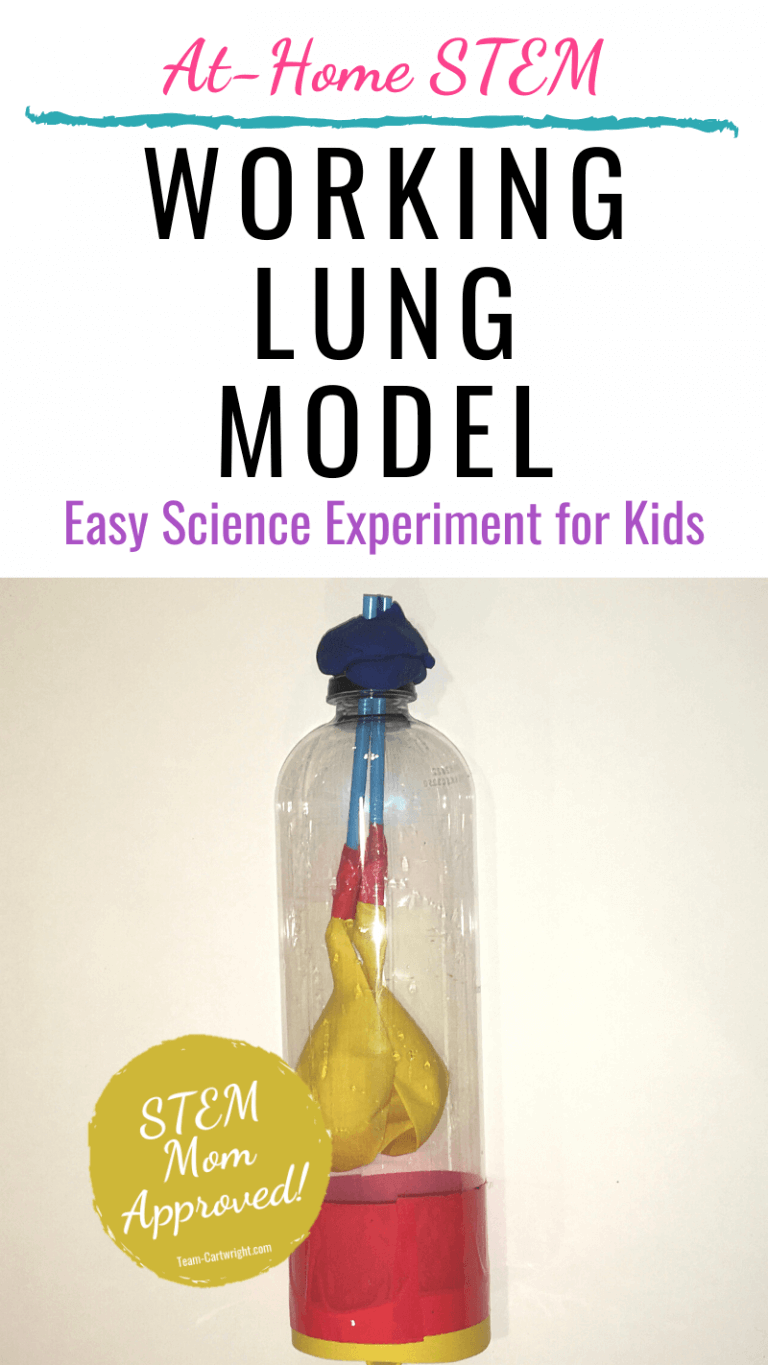 Easy Heart Pump Model: Cardiovascular STEM for Kids - Team Cartwright