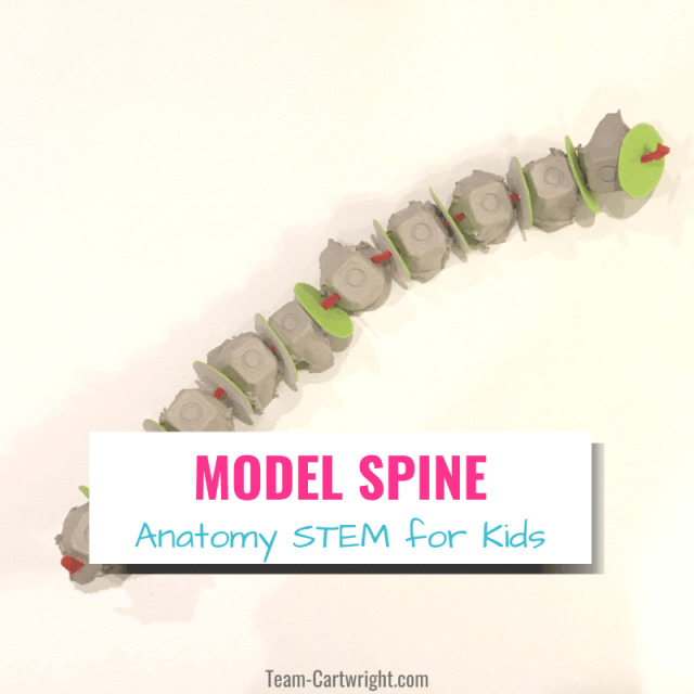 Anatomy Activities for Kids : Easy Human Body STEM