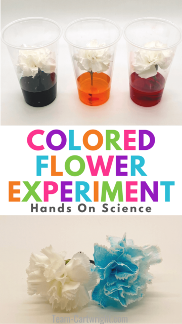 Colored Flower Experiment: Spring Science for Kids - Team Cartwright